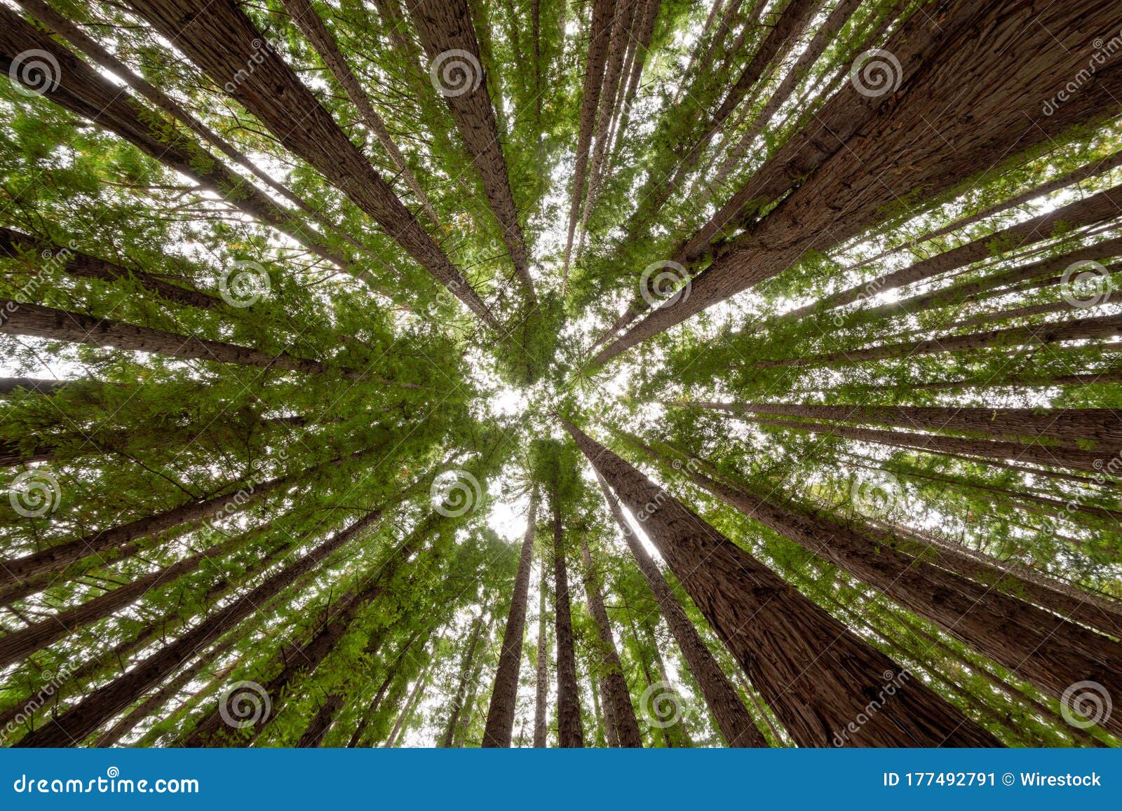 Low Angle Shot of the Trees in a Redwood Forest Stock Image - Image of ...