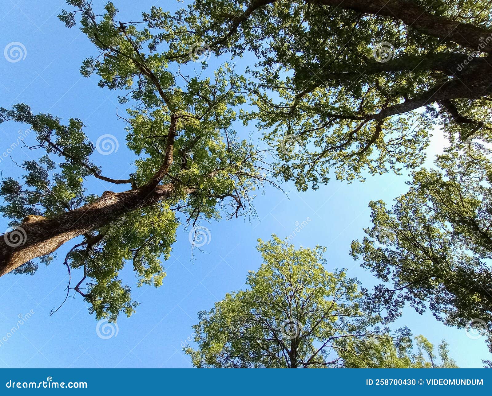 Low angle shot of treetop stock photo. Image of view - 258700430