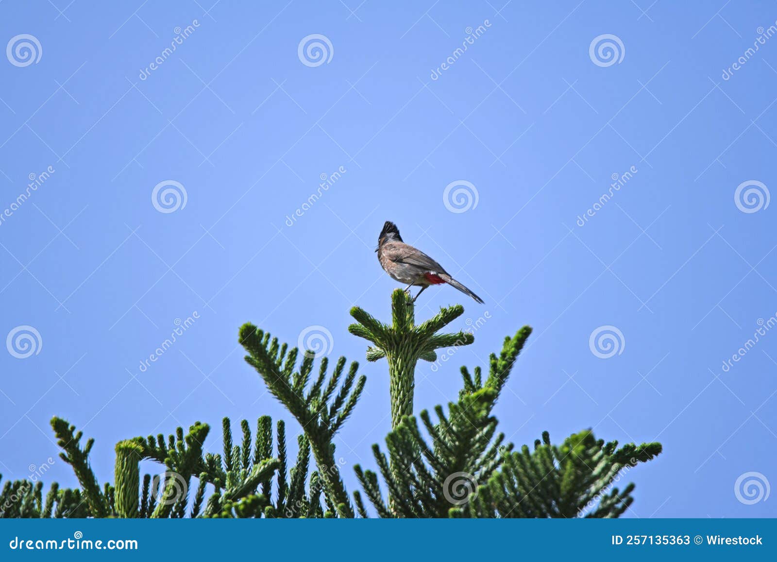 Low Angle Shot of a True Thrush Bird Perched on a Conifer Tree Branch ...