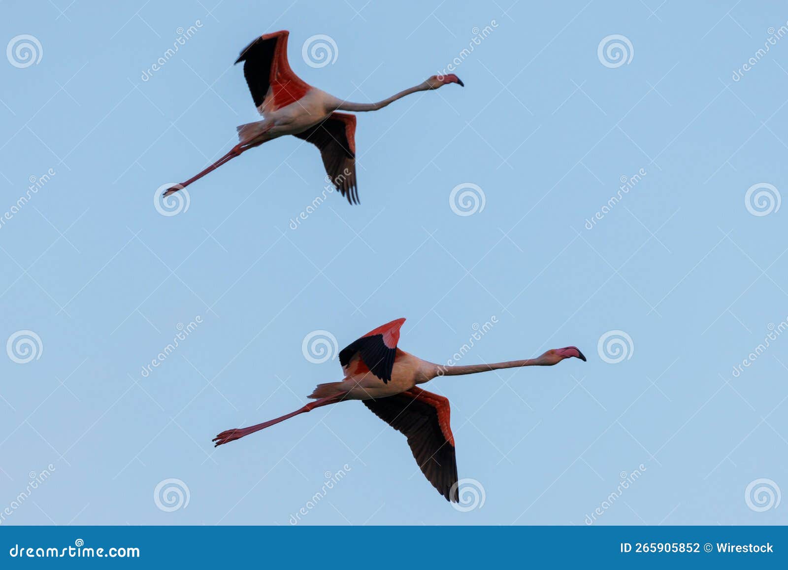 Low Angle Shot of Two Flamingos Flying in the Sky Stock Photo - Image ...
