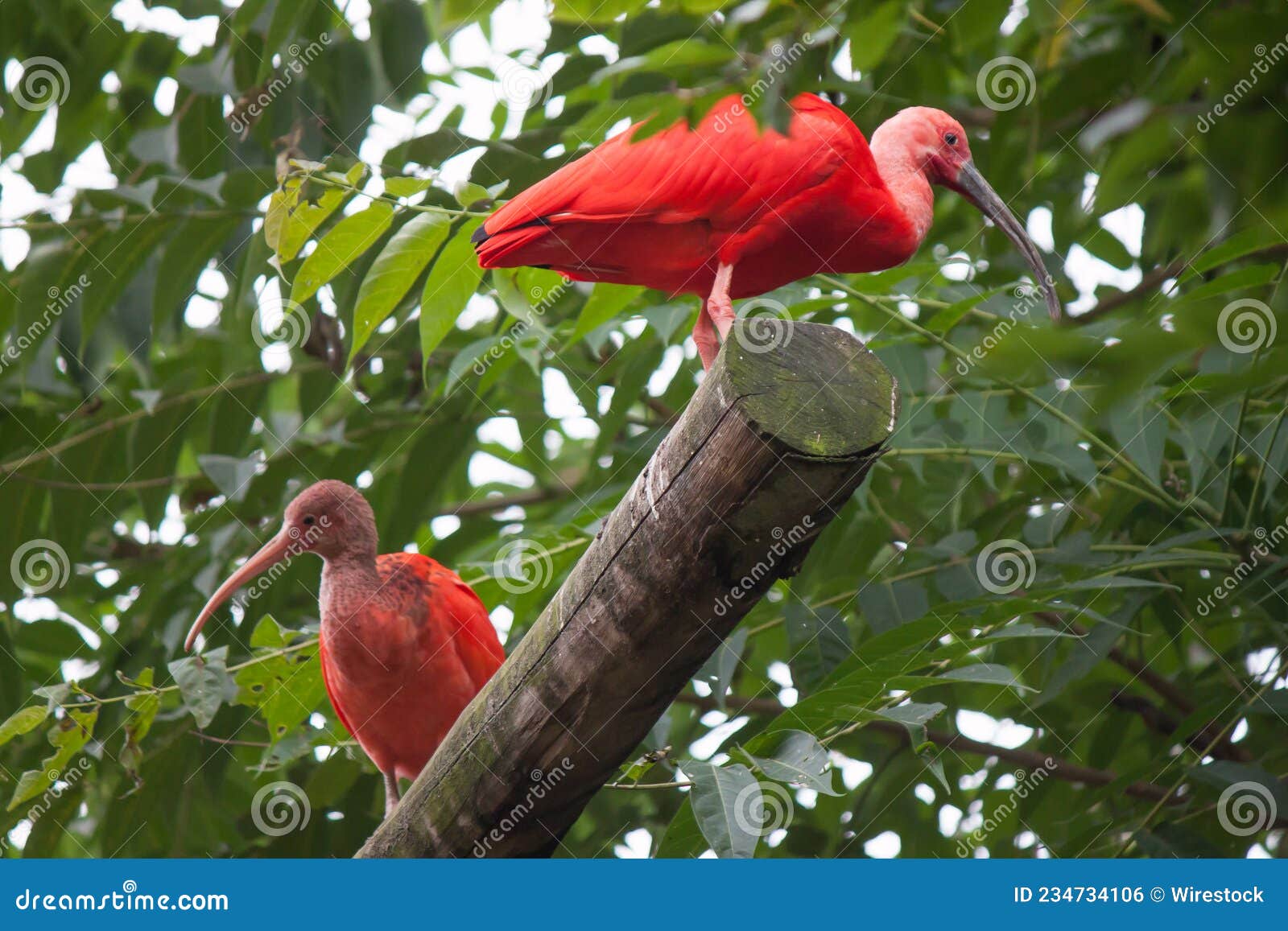 Low Angle Shot of Two Red Ibis Birds Perched on a Tree Log Stock Photo ...