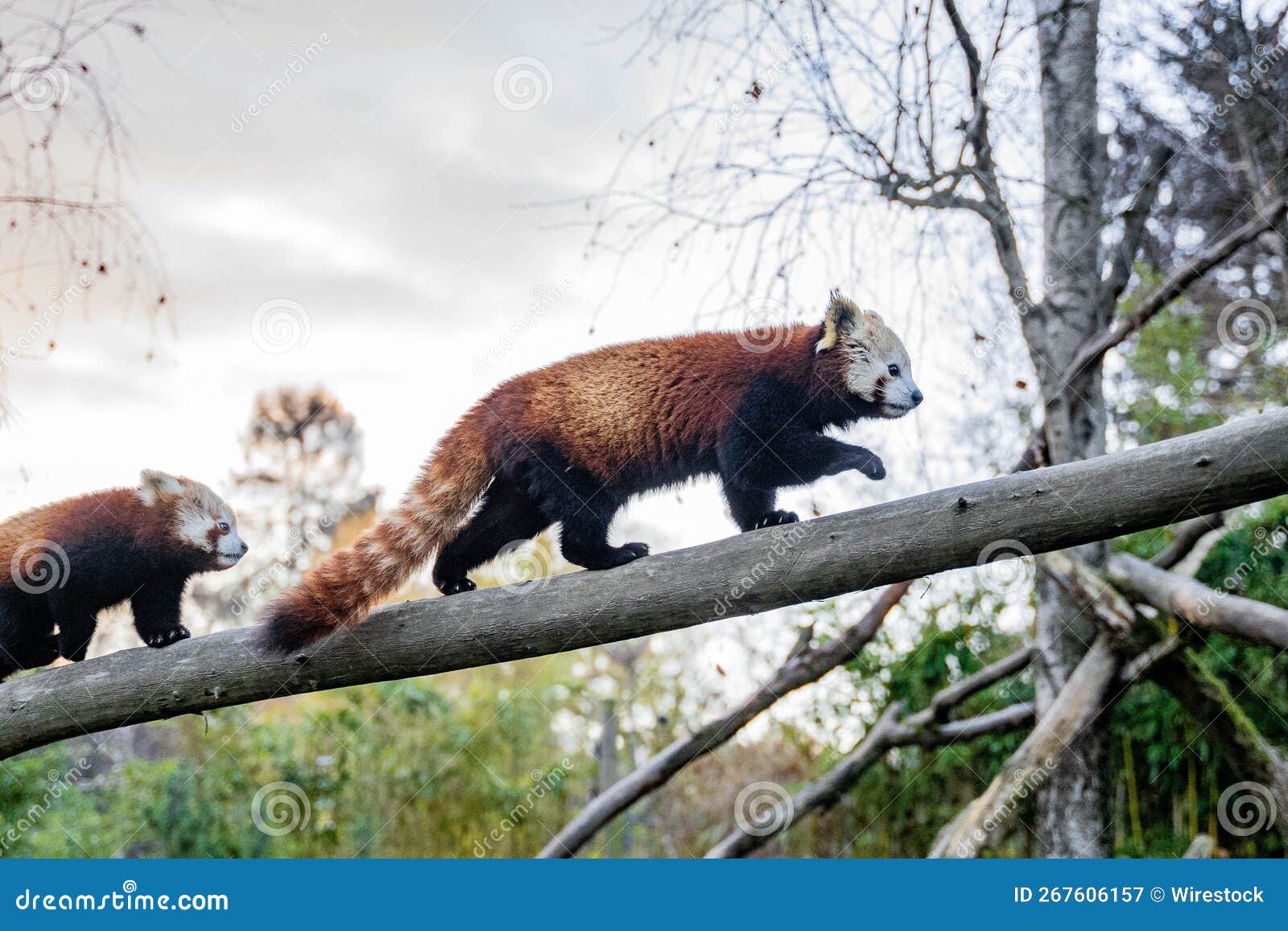 Low Angle Shot of Two Red Pandas Crawling on a Tree Branch Stock Image ...