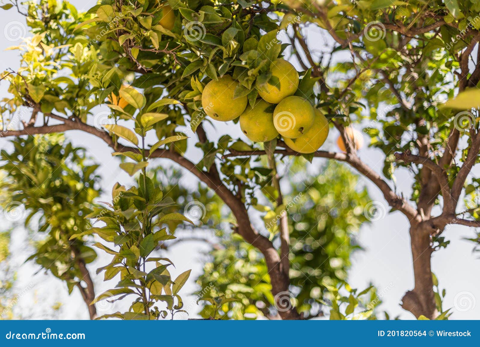 Low Angle Shot of Unripe Bergamot Oranges on a Tree Under the Sunlight ...