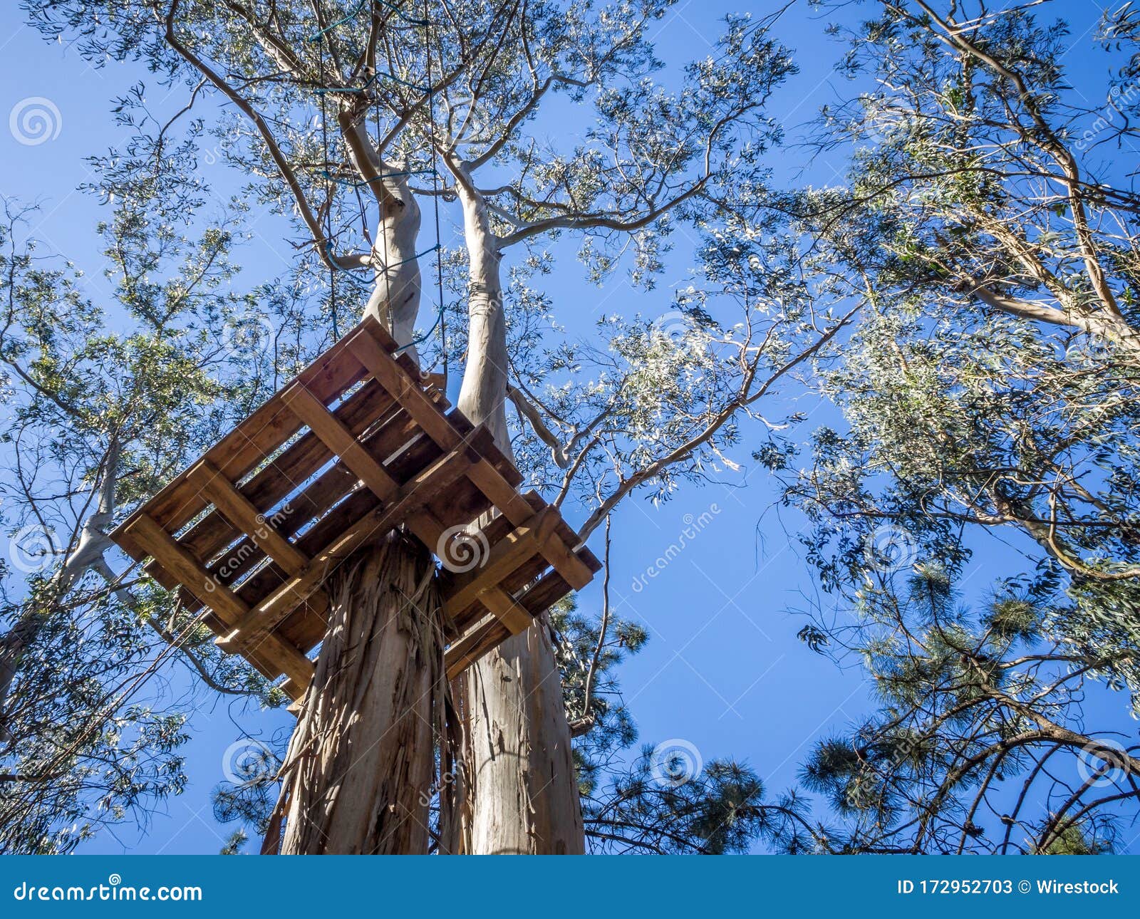 Low Angle Shot of a Wooden Platform on a Tall Tree Stock Image - Image ...