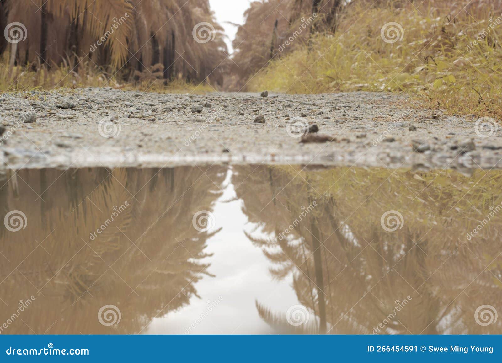 Low-angle Shots of Gravel Puddle Pathway in the Plantation. Stock Image ...