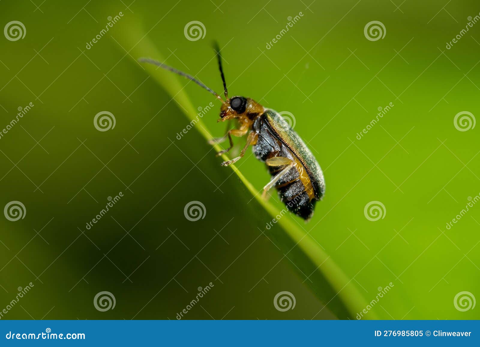 Side View of a Leaf Beetle stock image. Image of outdoors - 276985805