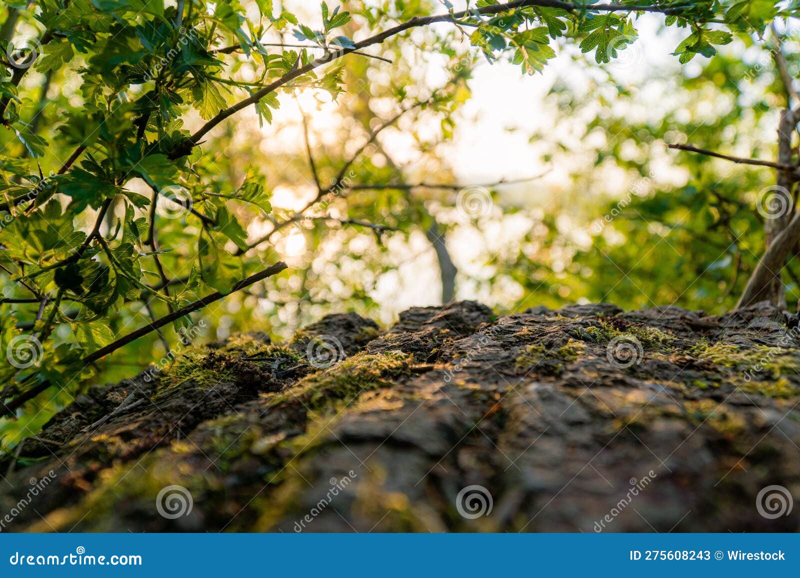 Low Angle of a Sturdy Tree Trunk Standing Proudly in a Forest ...
