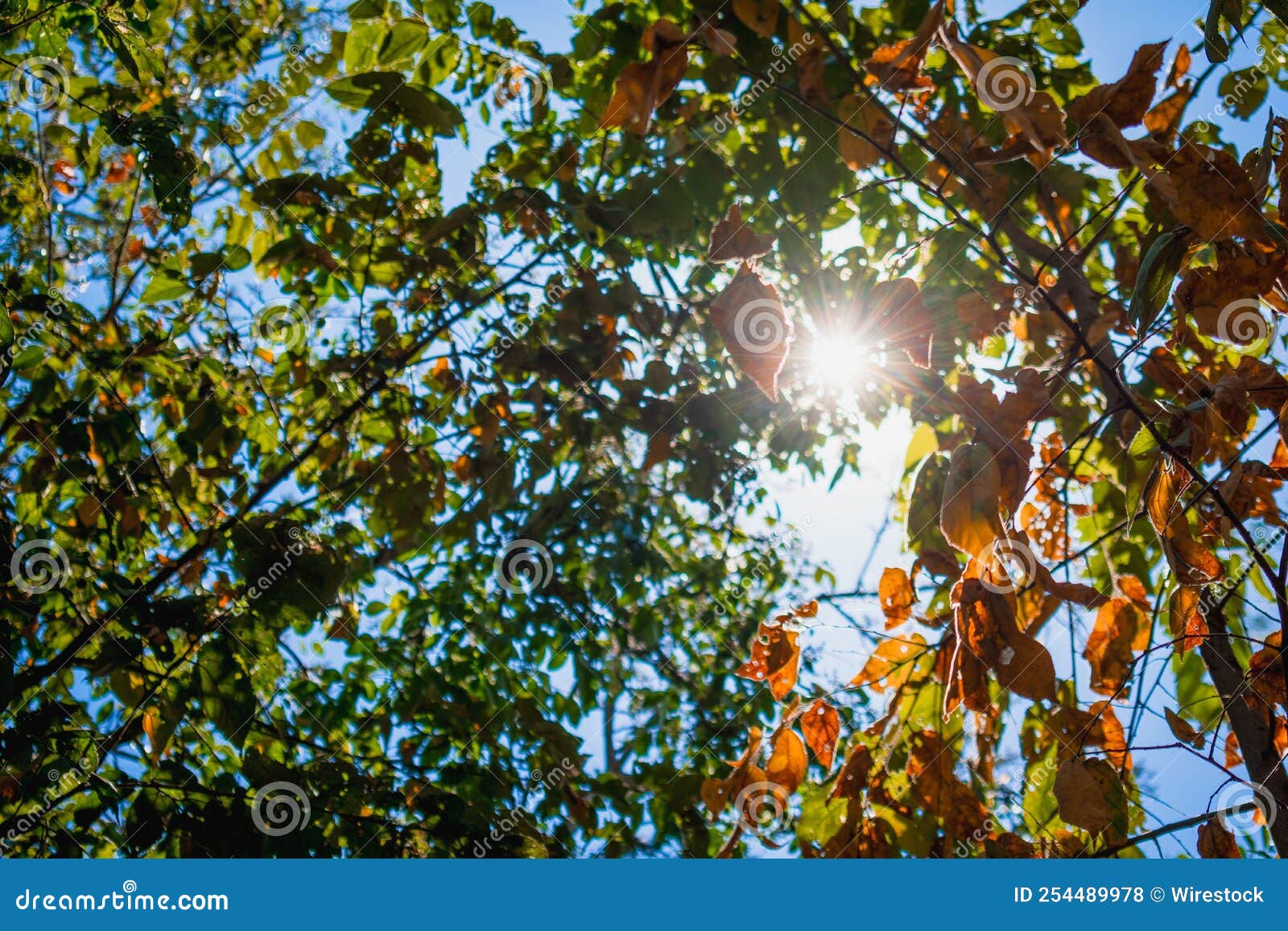 Low Angle of Sun Rays Falling on Tree Leaves Stock Photo - Image of ...