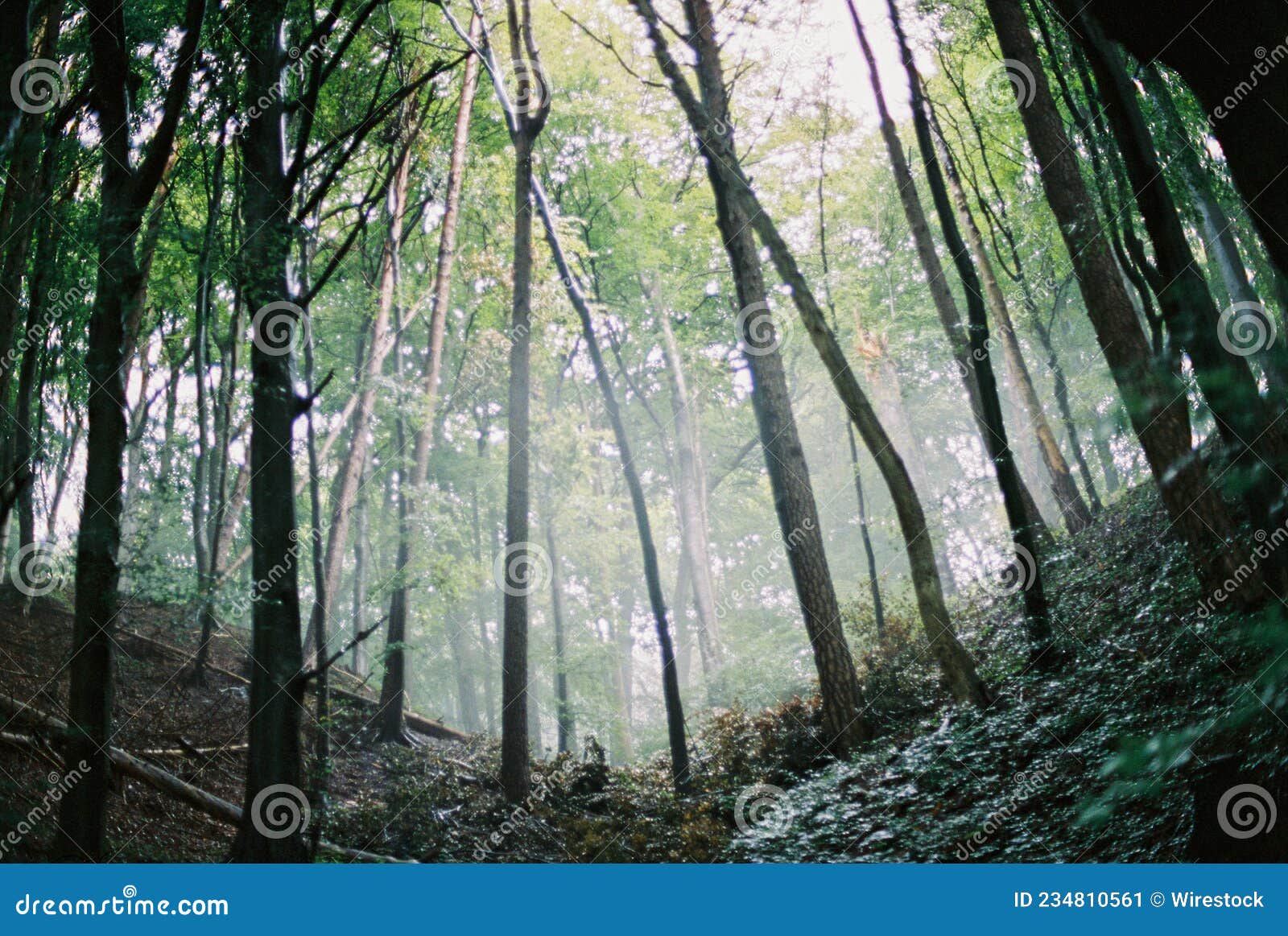 Low Angle of the Tall Trees in the Forest Stock Image - Image of ...