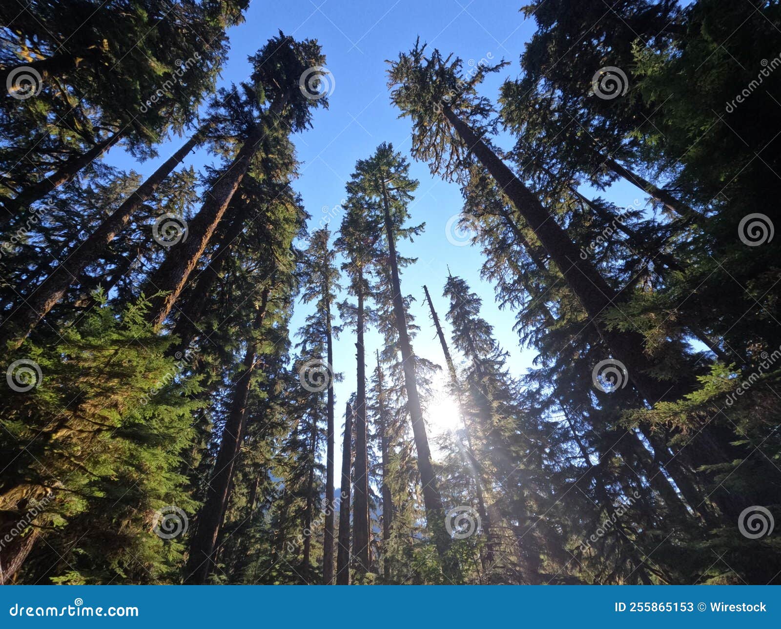 Low Angle of Tall Trees in the Forest. Stock Image - Image of national ...