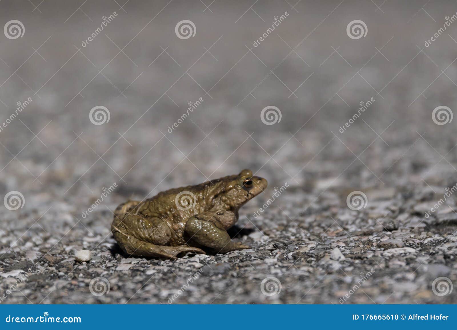 Low-angle toad - paddock stock photo. Image of humid - 176665610