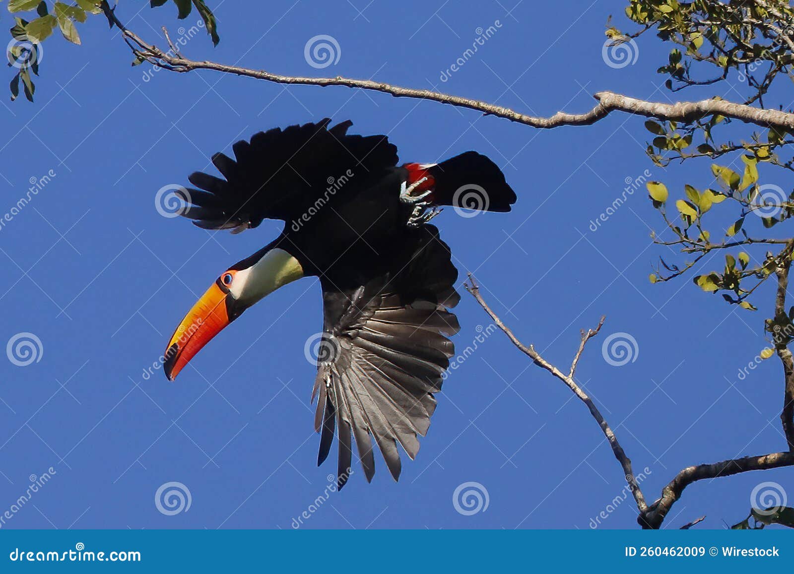 Low Angle of a Toco Toucan, Ramphastos Toco Captured Flying Against the ...