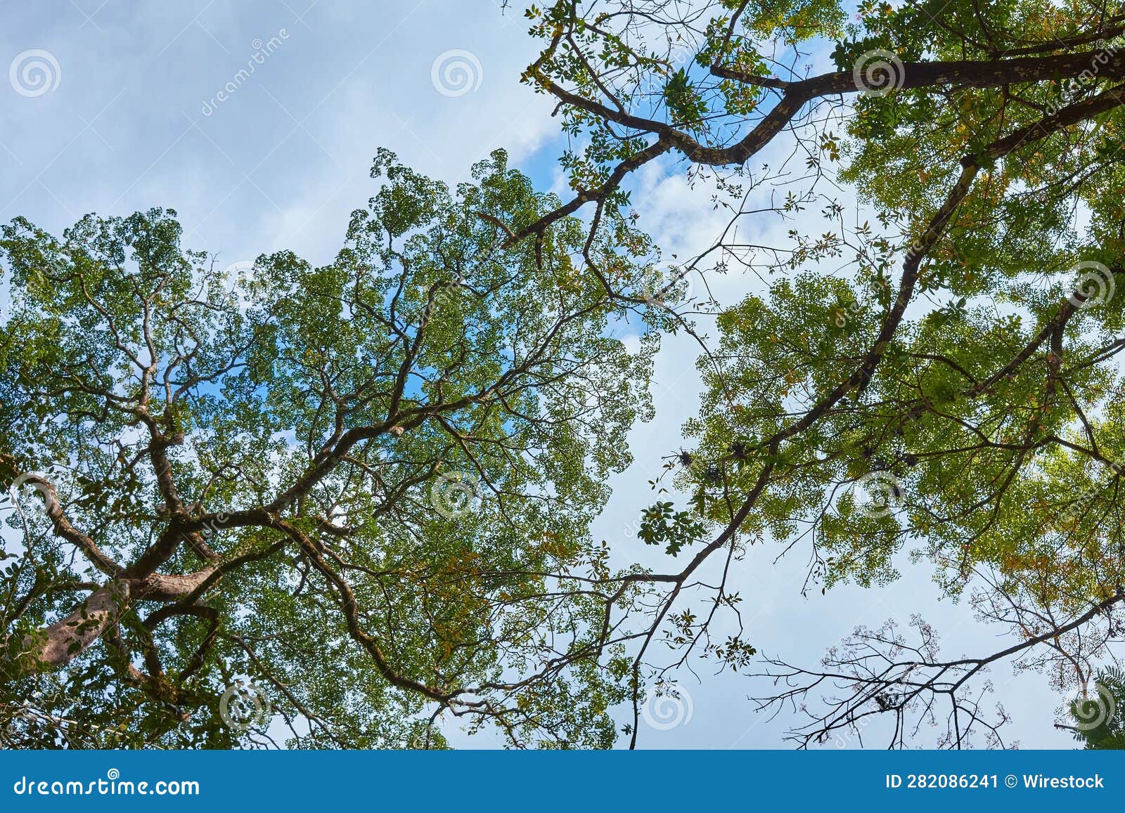 Low-angle of a Tree Branch Against a Blue Sky Stock Image - Image of ...