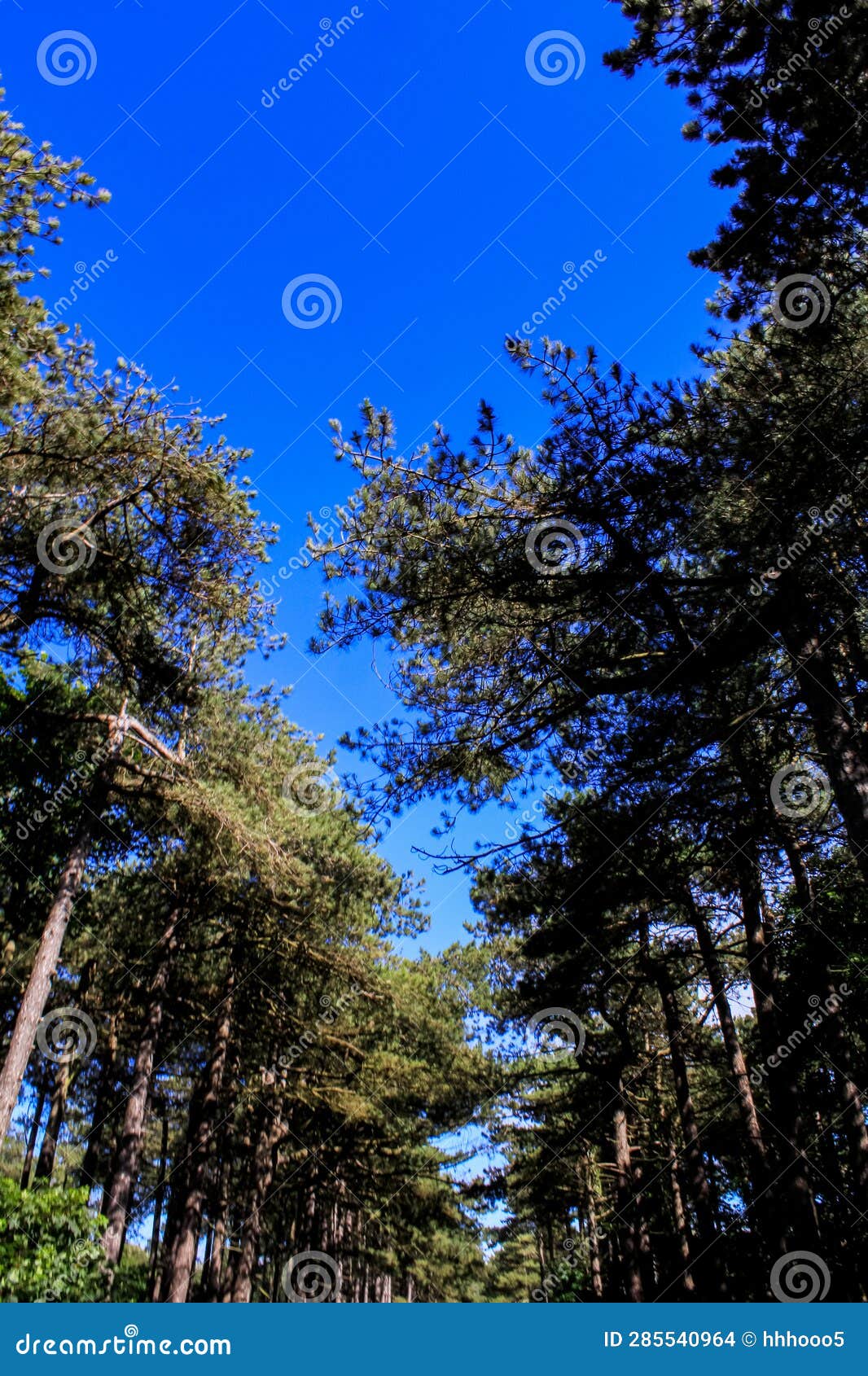 The Low Angle of the Tree in the Forest with the Blue Sky. Stock Photo ...