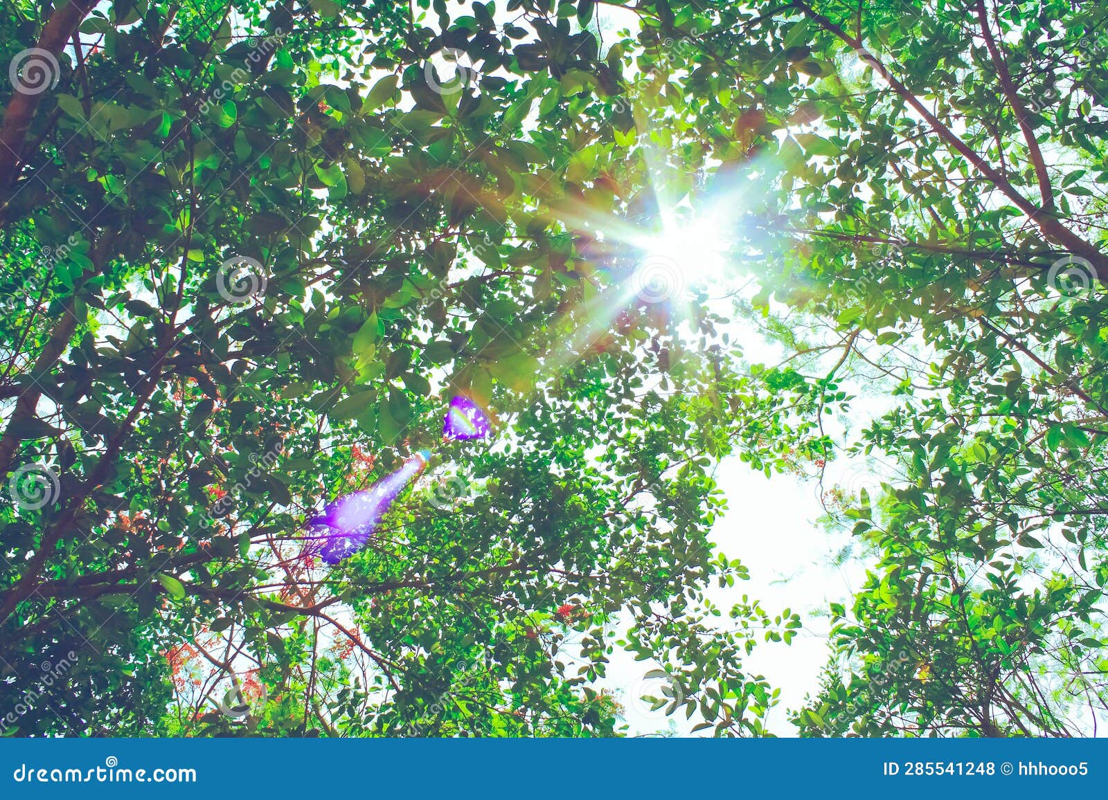 The Low Angle of the Tree in the Forest with the Blue Sky. Stock Photo ...