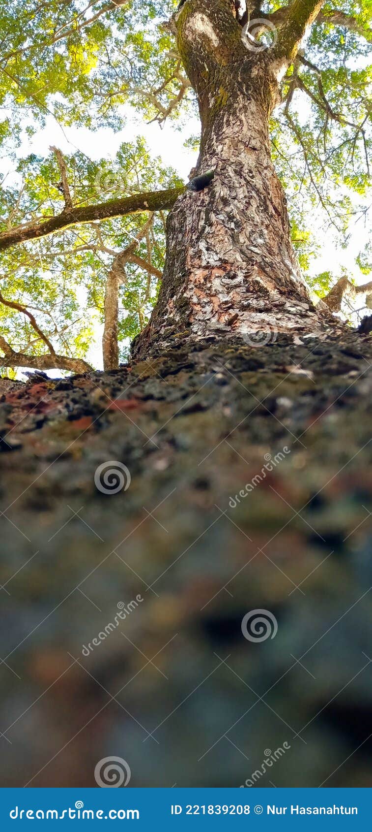 Low Angle Tree Portrait Image, Nature Background Stock Photo - Image of ...