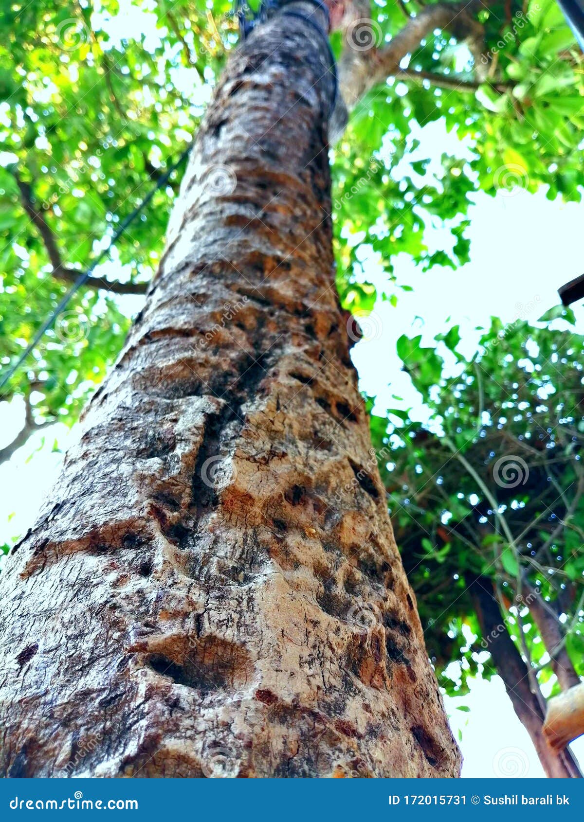 Low Angle tree shot view stock image. Image of tree - 172015731