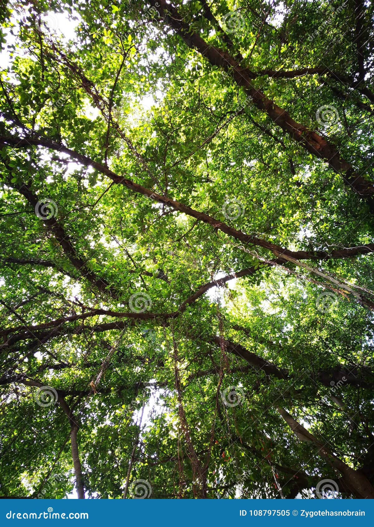 Low Angle of Tree Top stock image. Image of beauty, tranquil - 108797505