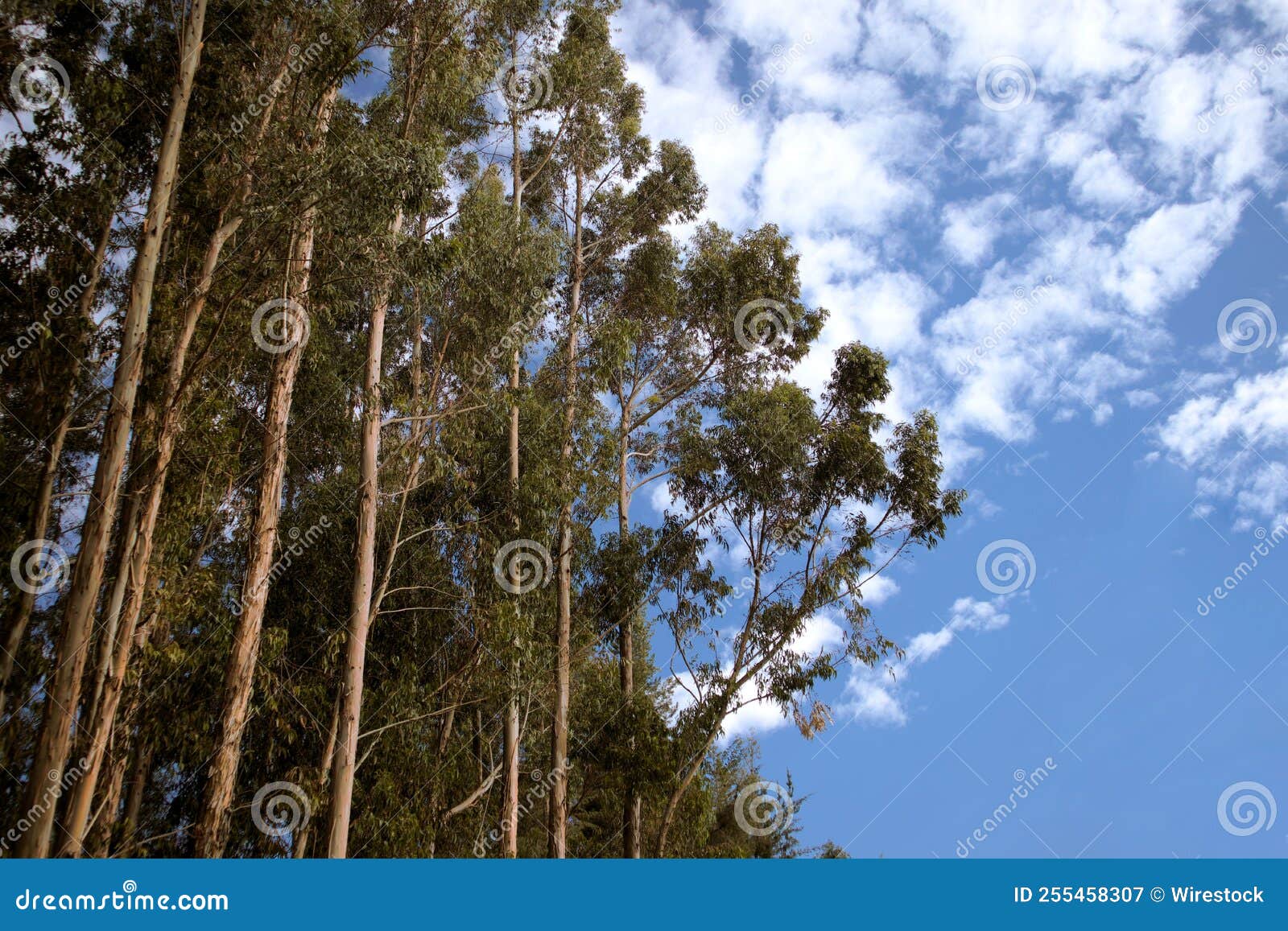 Low Angle of Trees with Blue Sky on the Background Stock Image - Image ...