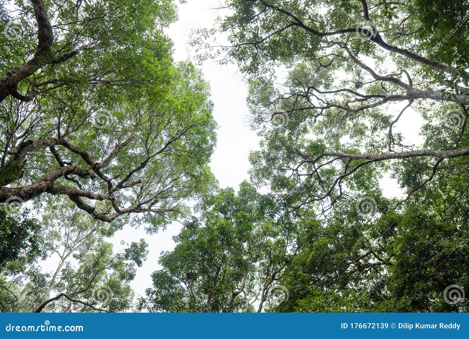 Low Angle of a Trees Branches in Forest in Tirumala Stock Image - Image ...