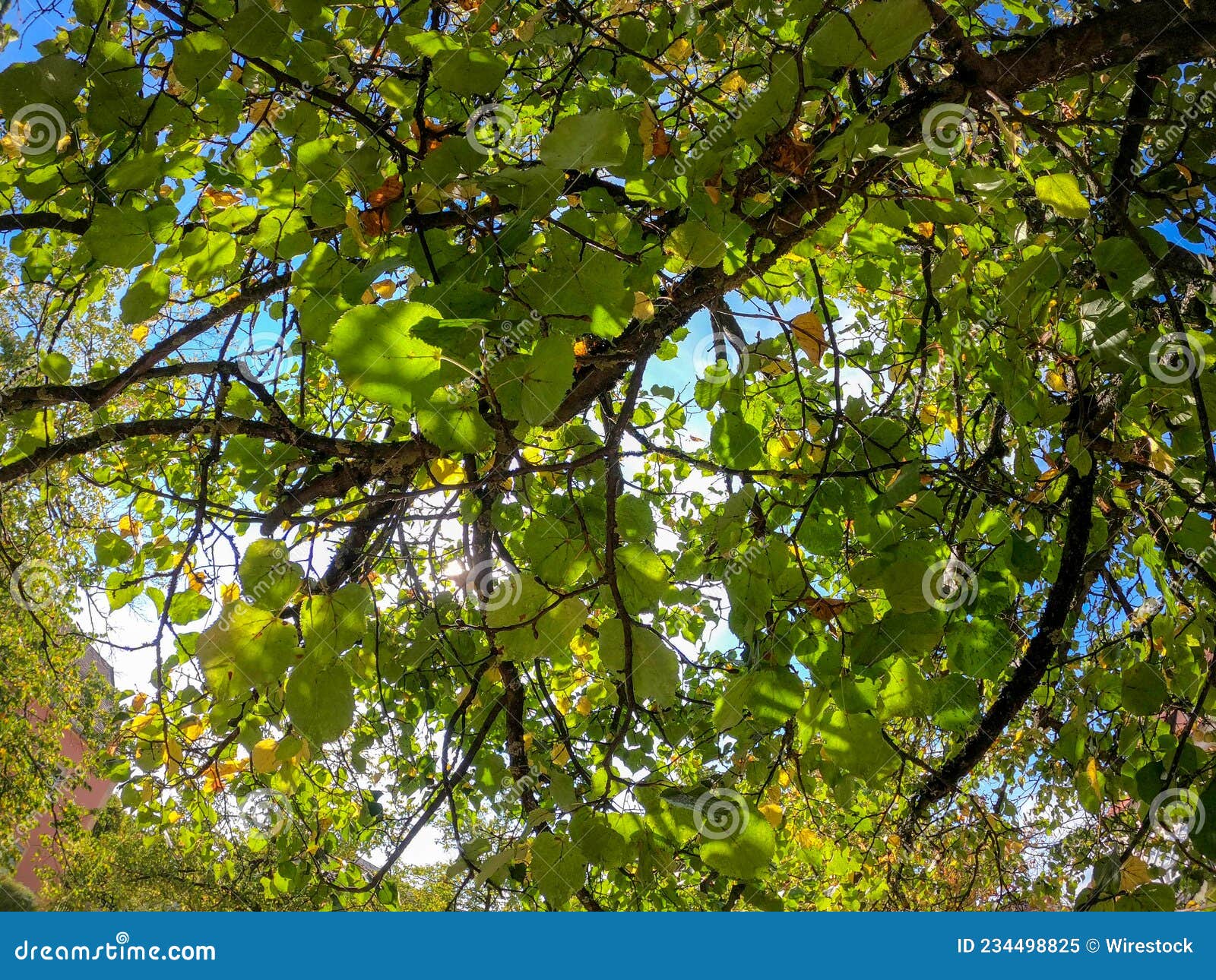 Low Angle of Trees with Sky on the Background Stock Image - Image of ...