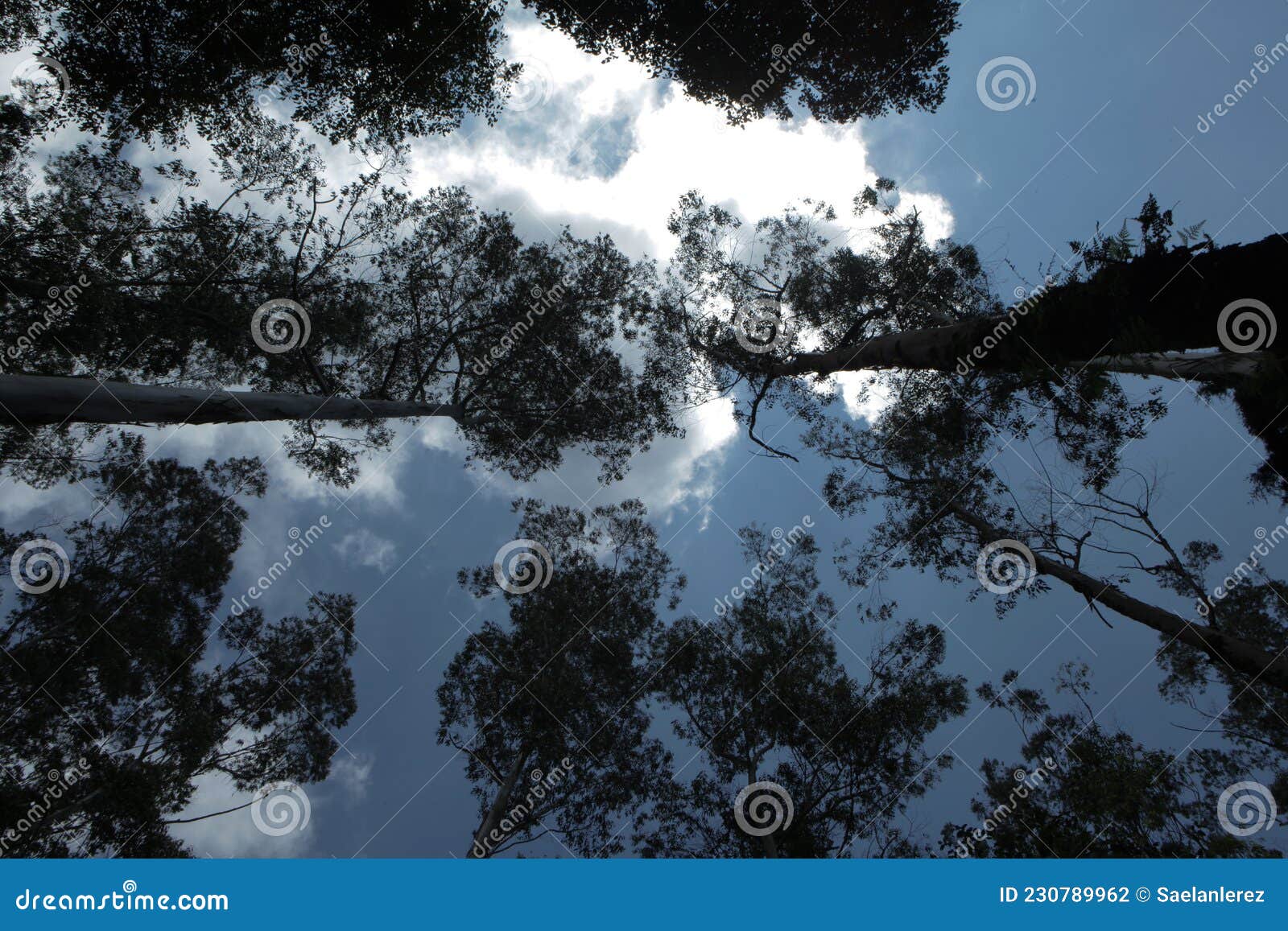 Low Angle Trees with Sky Background Editorial Photography - Image of ...