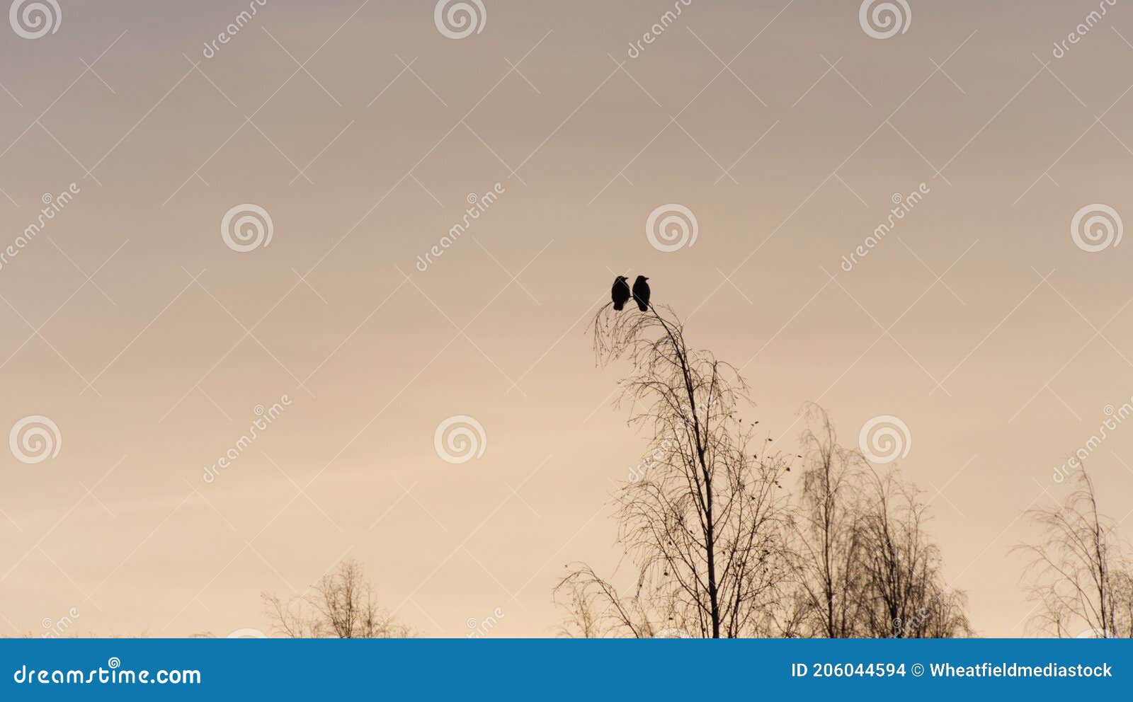Low-angle of Two Crows on Dry Treetop, Trees and Black Birds at Dusk in ...