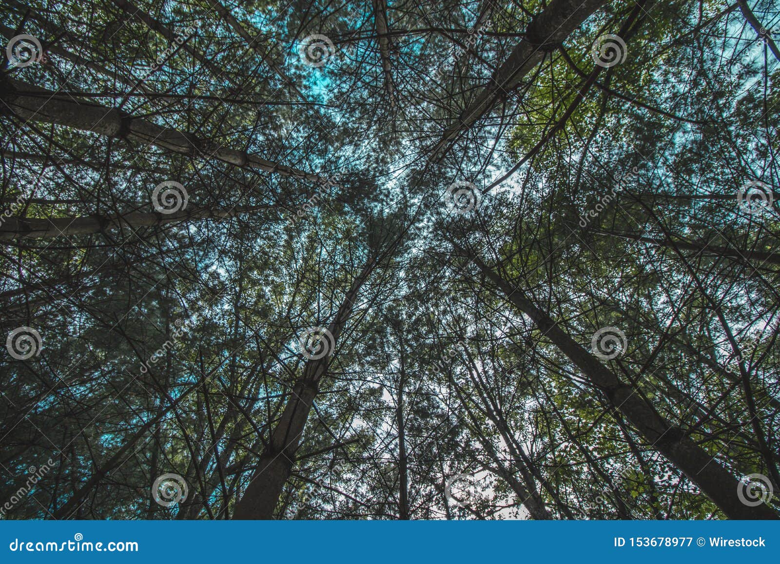 Low Angle Upshot of Beautiful Canopy Trees in a Forest Stock Image ...