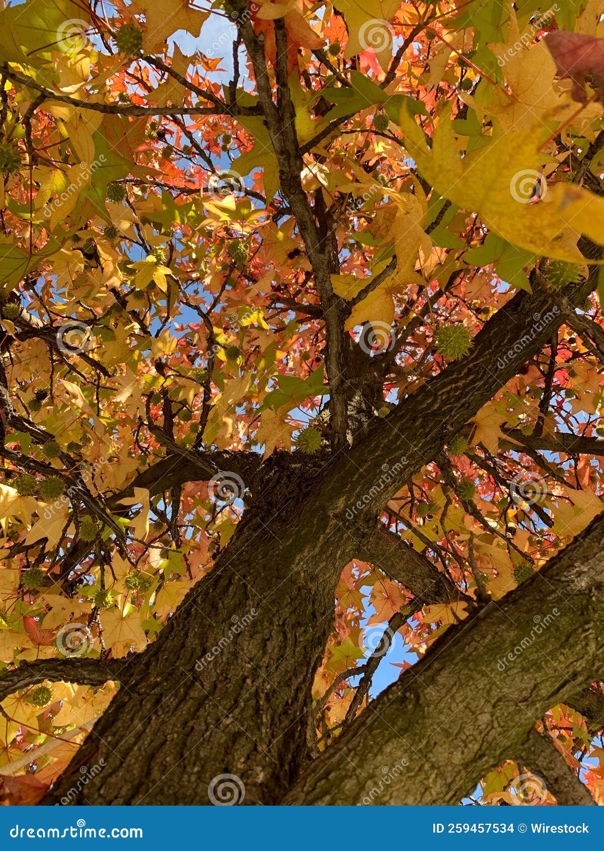Low-angle Vertical of Autumn Sweetgum with Sky Seen through Trees Stock ...