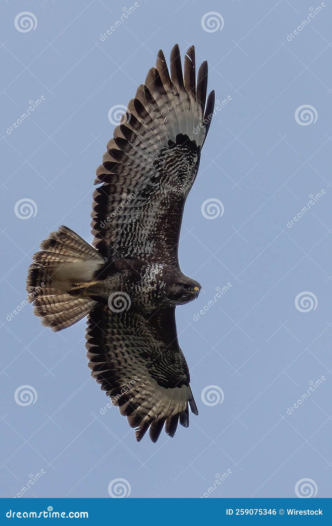 Low-angle Vertical Shot of the Common Buzzard Flying in the Sky Stock ...