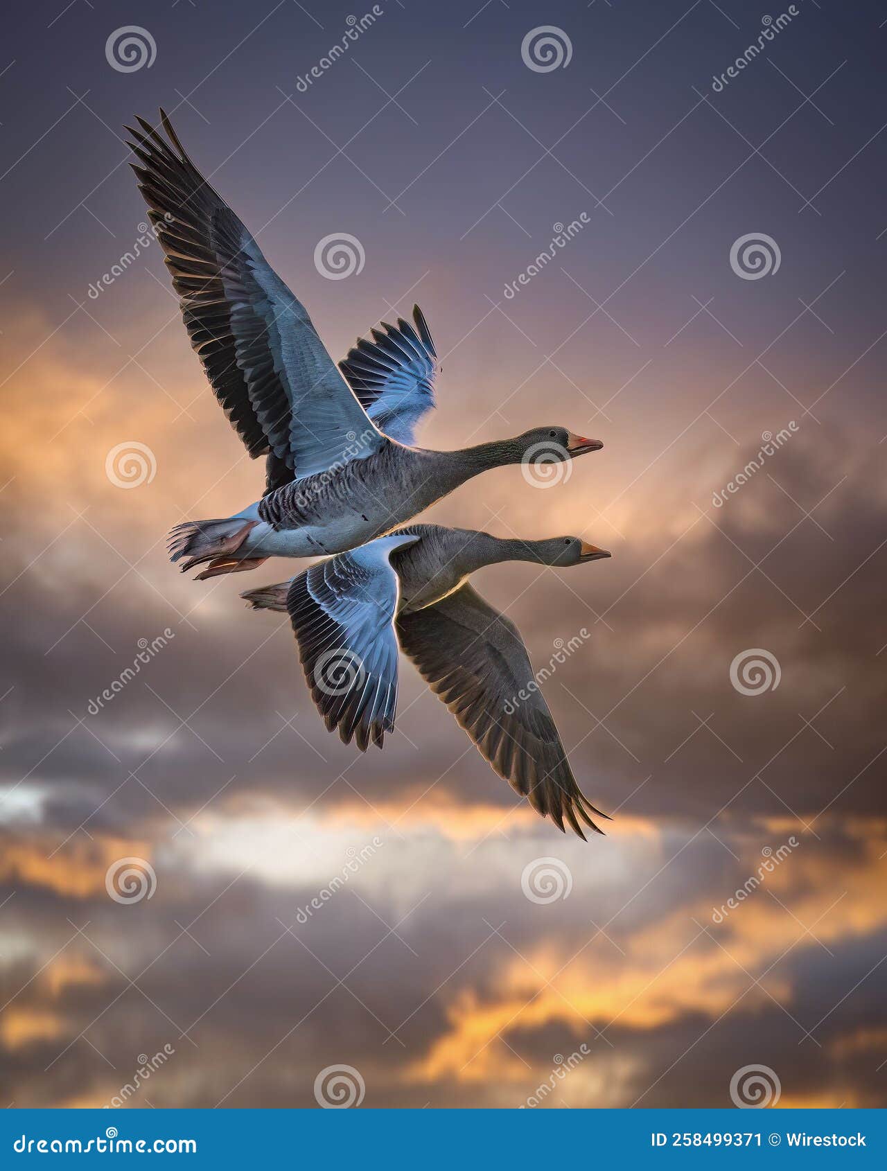 Low-angle Vertical Shot of Geese Birds Flying in the Sky with Sunset ...