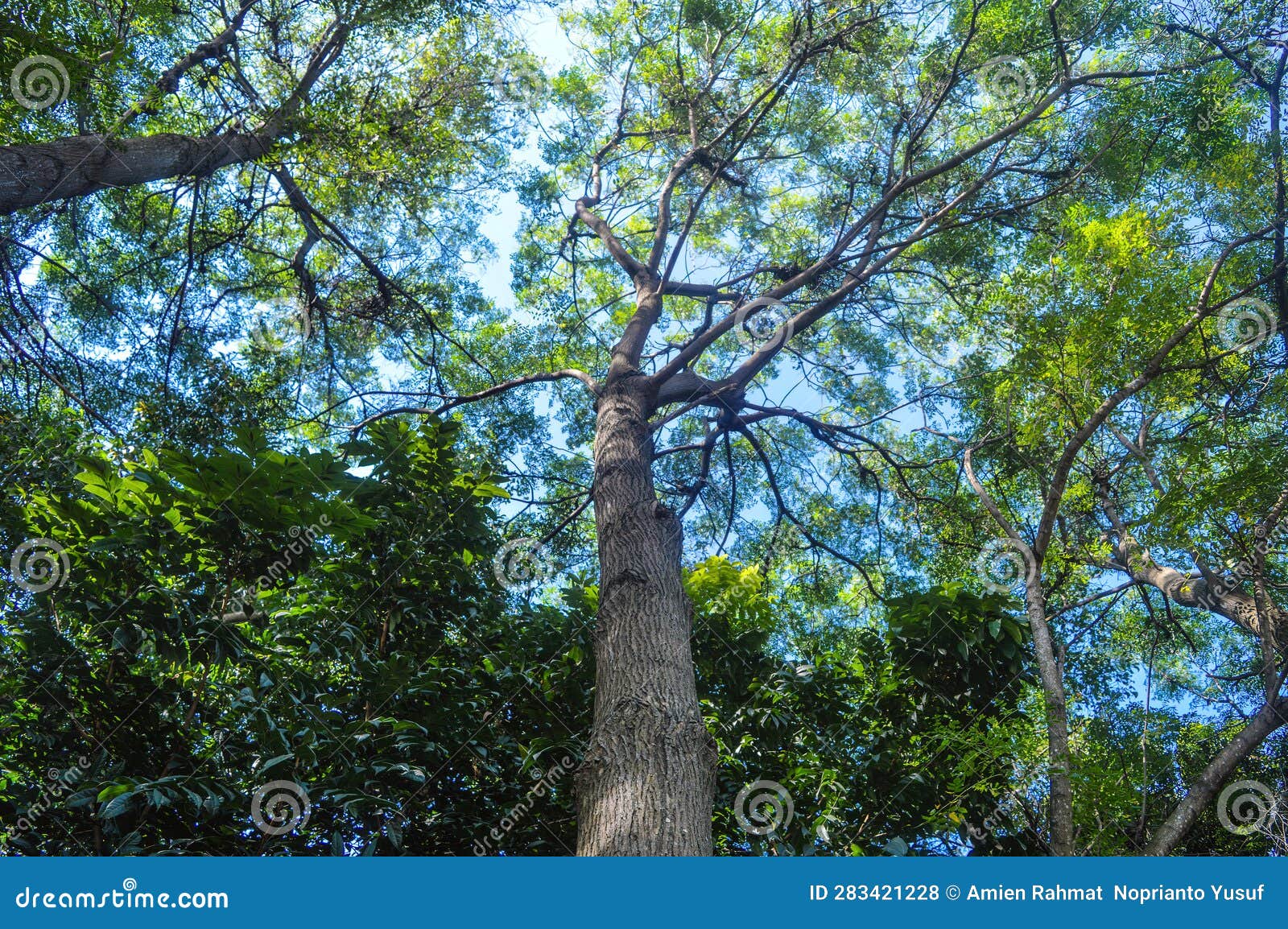 Low Angle View of an Acacia Tree in the Middle of the Forest Stock ...