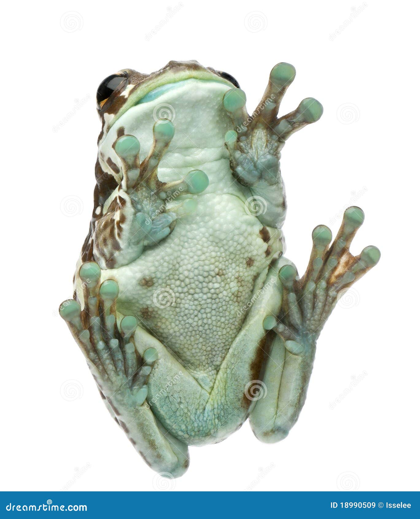 Amazon Milk Frog, Trachycephalus Resinifictrix Stock Image ...