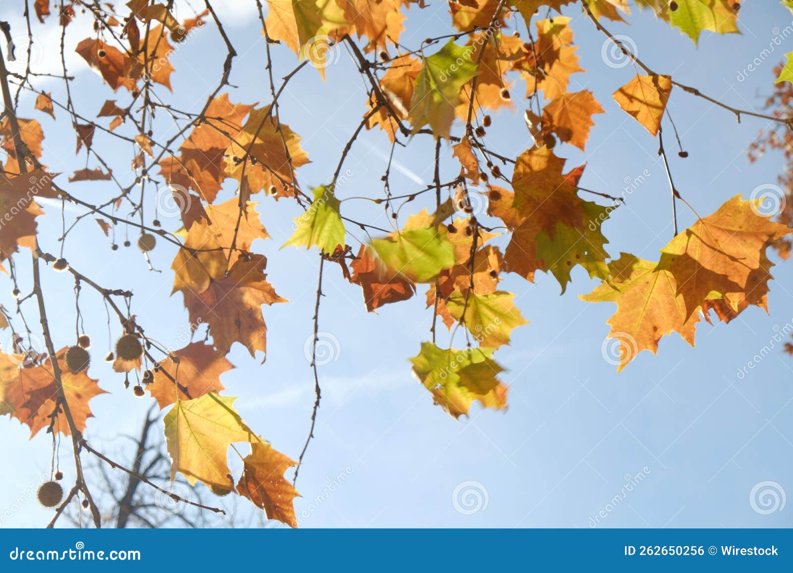 Low-angle View of Autumn Leaves on the Branches of a Tree before the ...