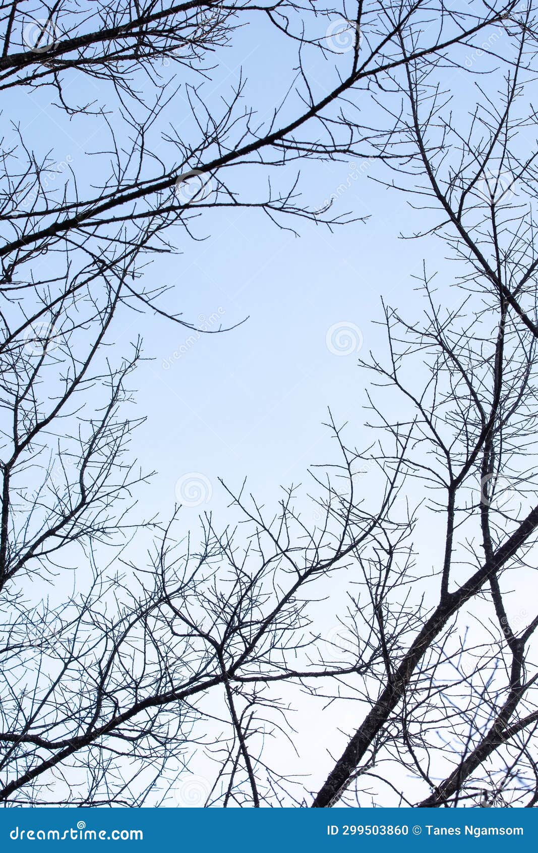 Low-angle View of Bare Branches and Twigs of Trees Stock Photo - Image ...