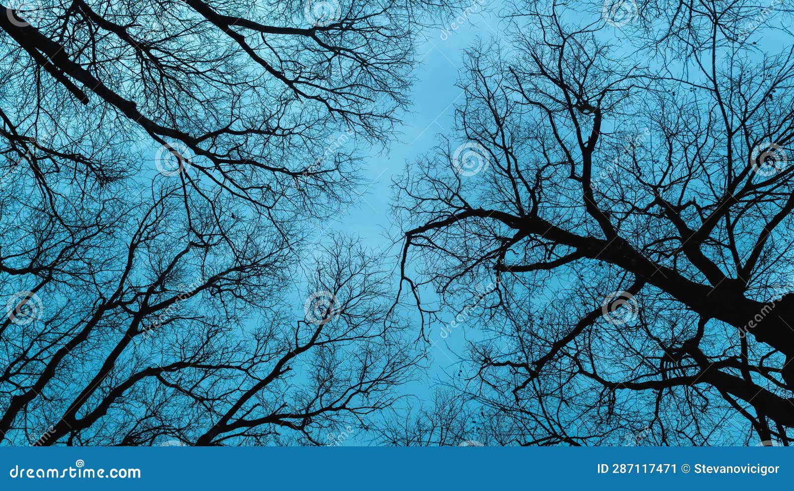 Low Angle View of Bare Tree Branches Against Moody Winter Sky Stock ...
