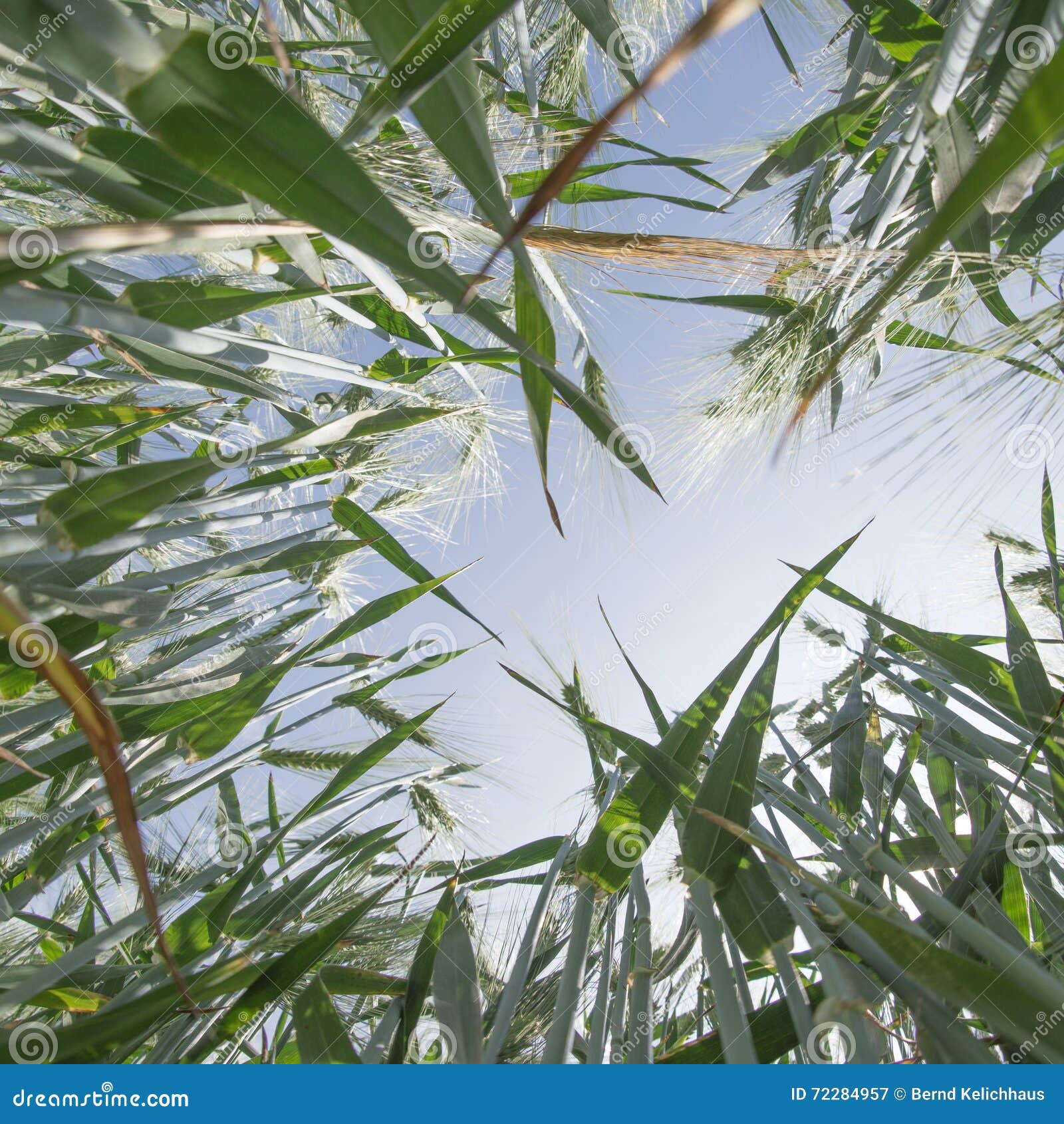 Low Angle View of a Barley Field Stock Image - Image of outdoor, ripe ...