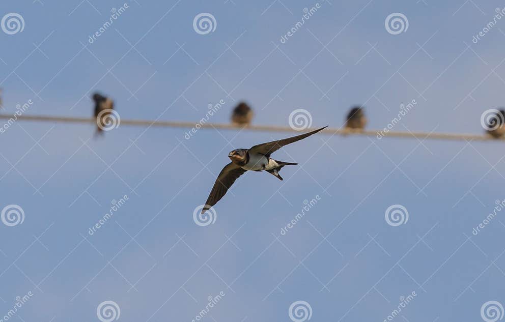 Low-angle View of a Barn Swallow Flying with the Blue Sky Visible in ...