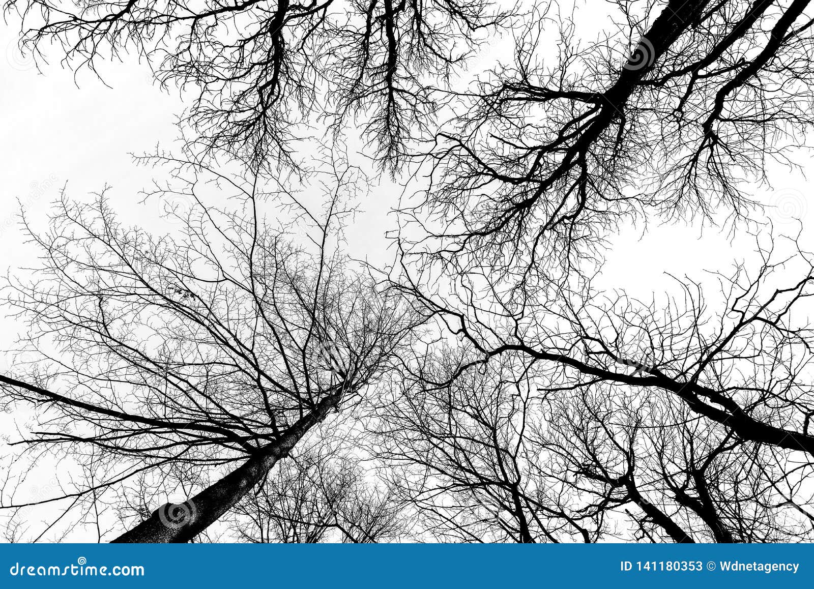 Dark tree branches stock image. Image of nature, leaf - 141180353