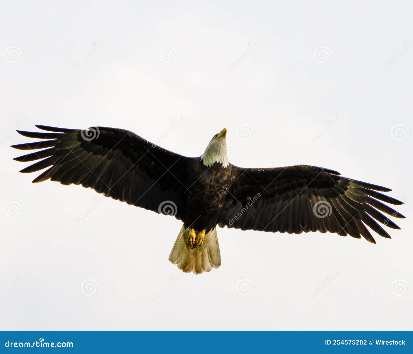 Low-angle View of a Beautiful Flying Bald Eagle Isolated on a White ...
