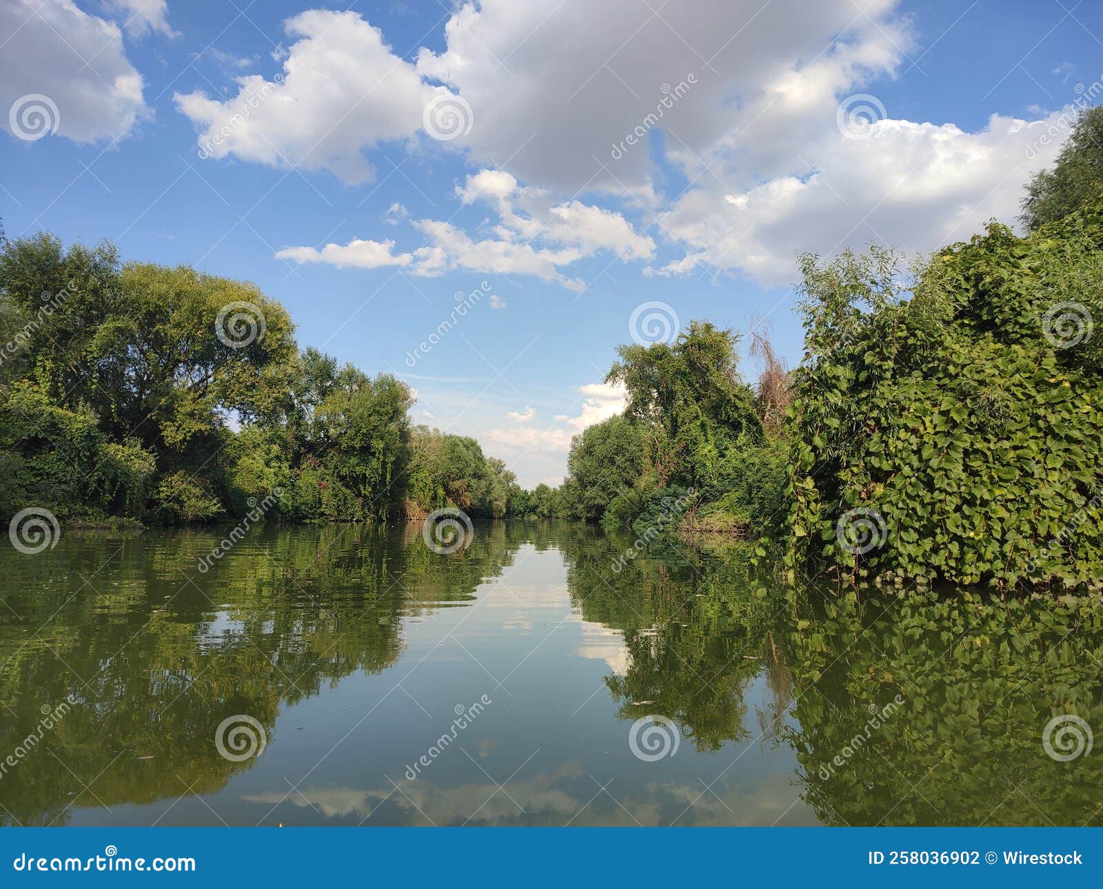 Low-angle View of a Beautiful Forest Near the Lake Stock Photo - Image ...
