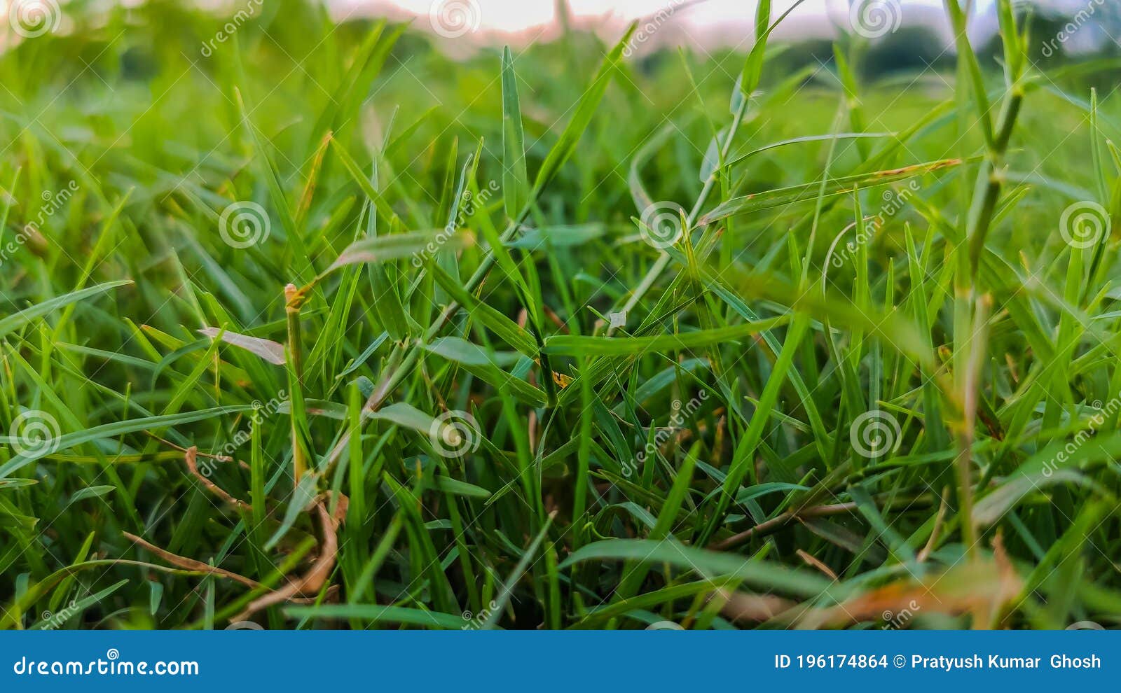 Low Angle View of Beautiful Green Grass Stock Photo - Image of growth ...