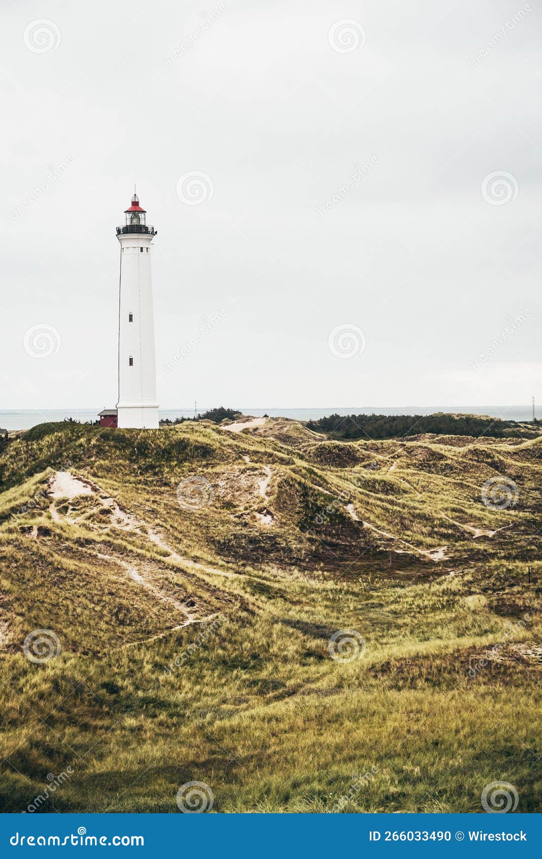 Low-angle View of a Beautiful Lighthouse in the Forest Stock Photo ...