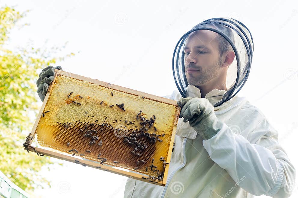 Low Angle View of Beekeeper in Stock Photo - Image of adult, product ...