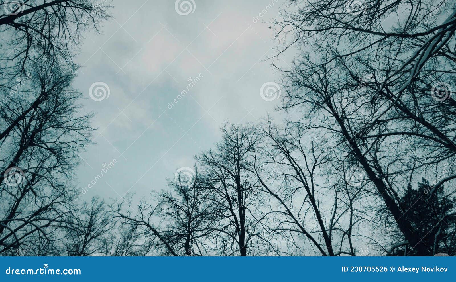 Leafless Tree Tops and Moving Clouds on a Windy Winter Day Stock Photo ...