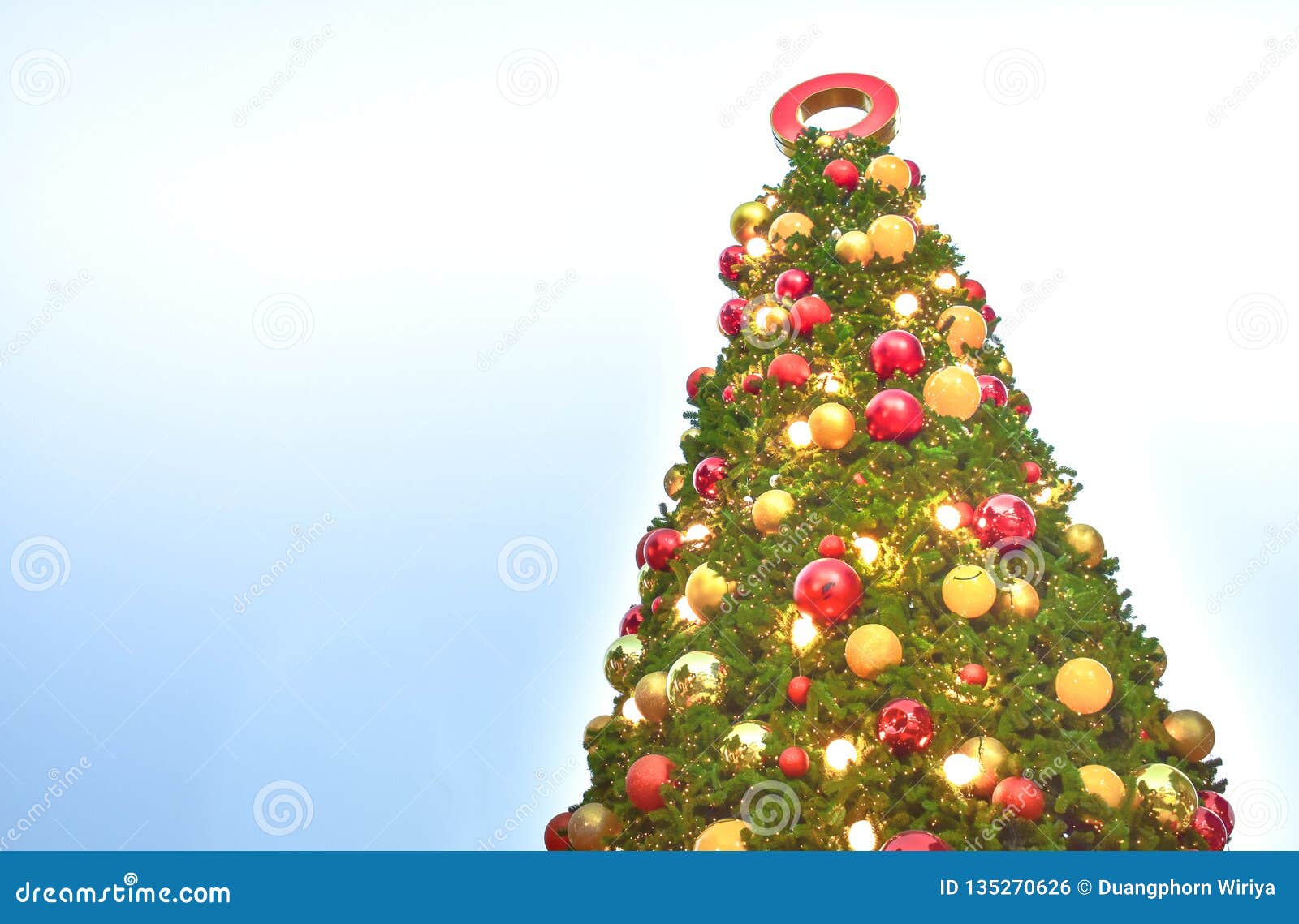 Low Angle View of Big Christmas Trees and Cloud Sky in the Background ...