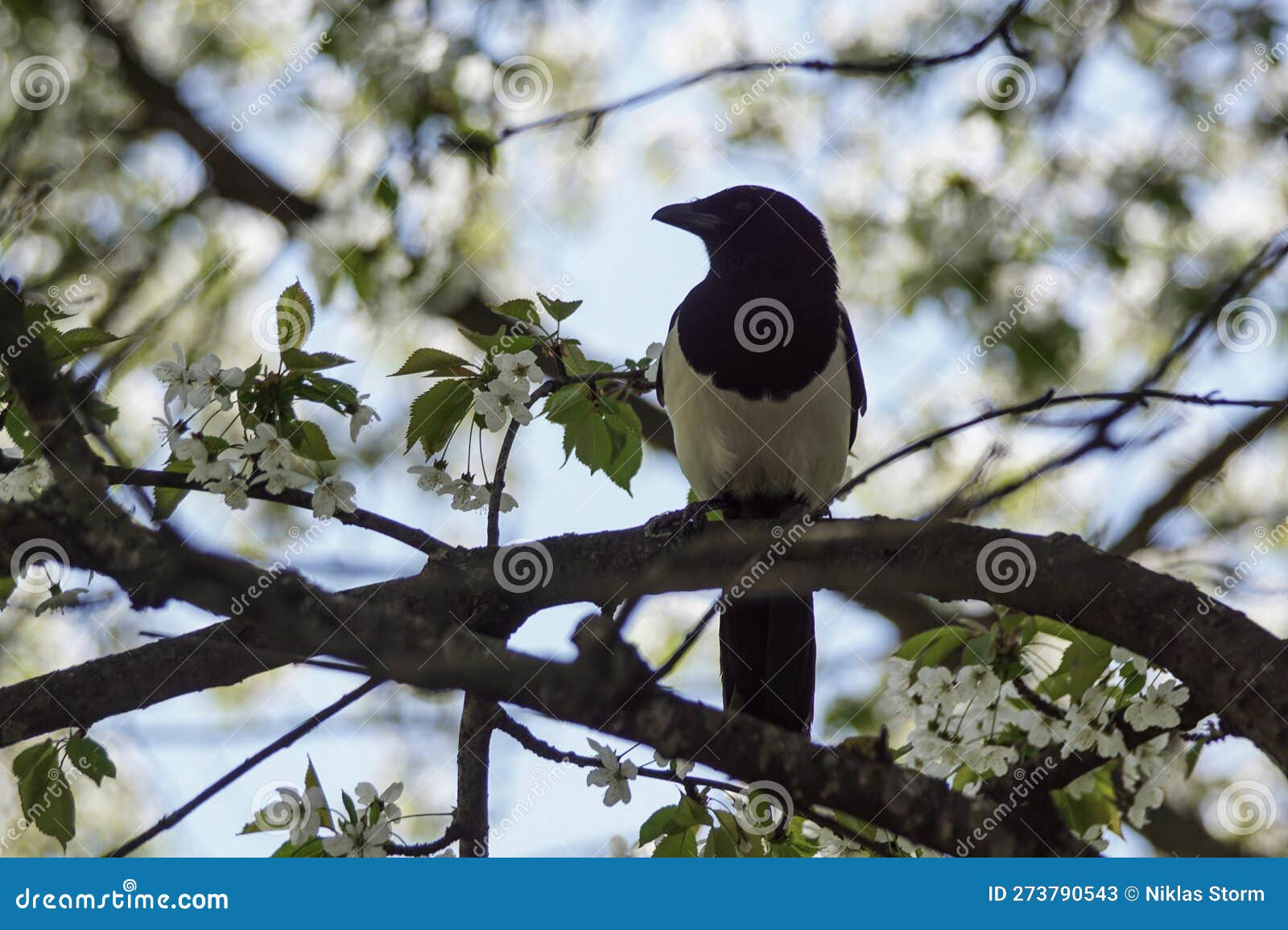 Low Angle View of Bird Perching on Tree Stock Image - Image of daylight ...