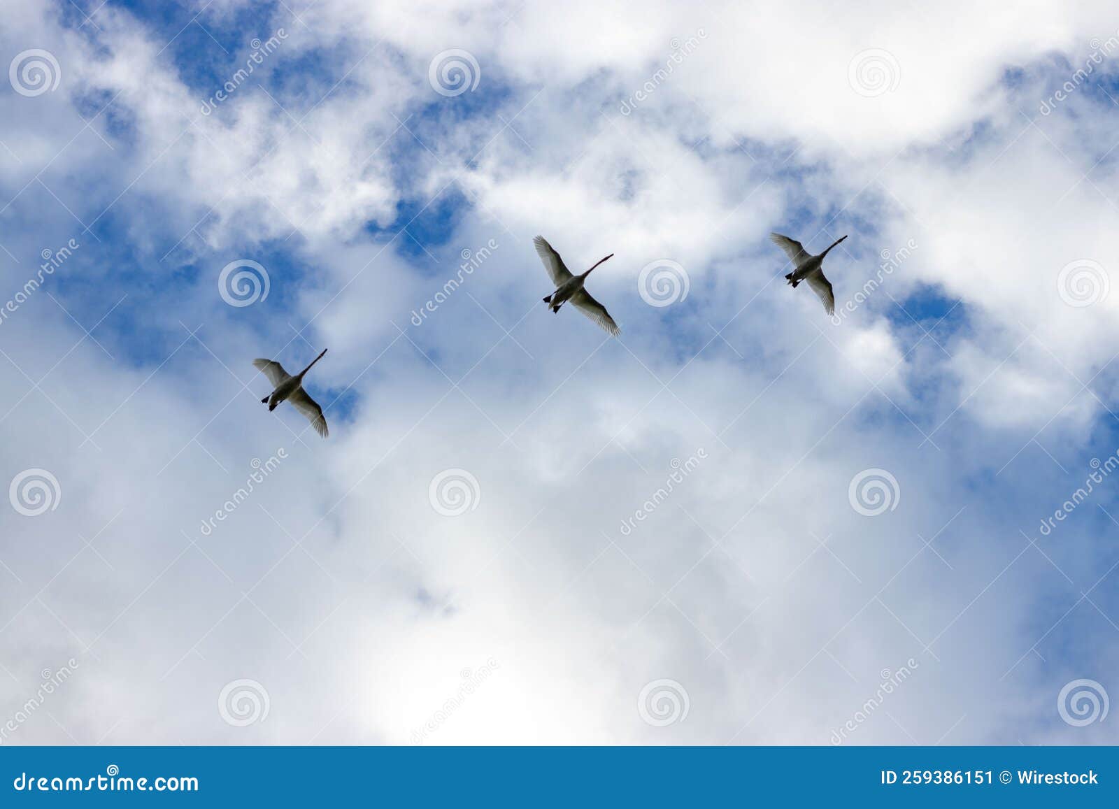 Low-angle View of Birds Flying Together in the Sky Stock Image - Image ...