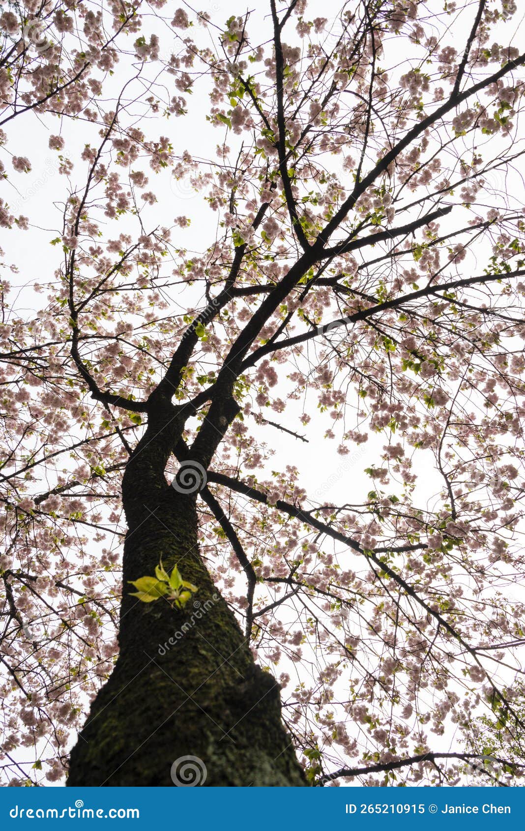Low Angle View of Blooming Cherry Blossom Tree. Vertical Format Stock ...