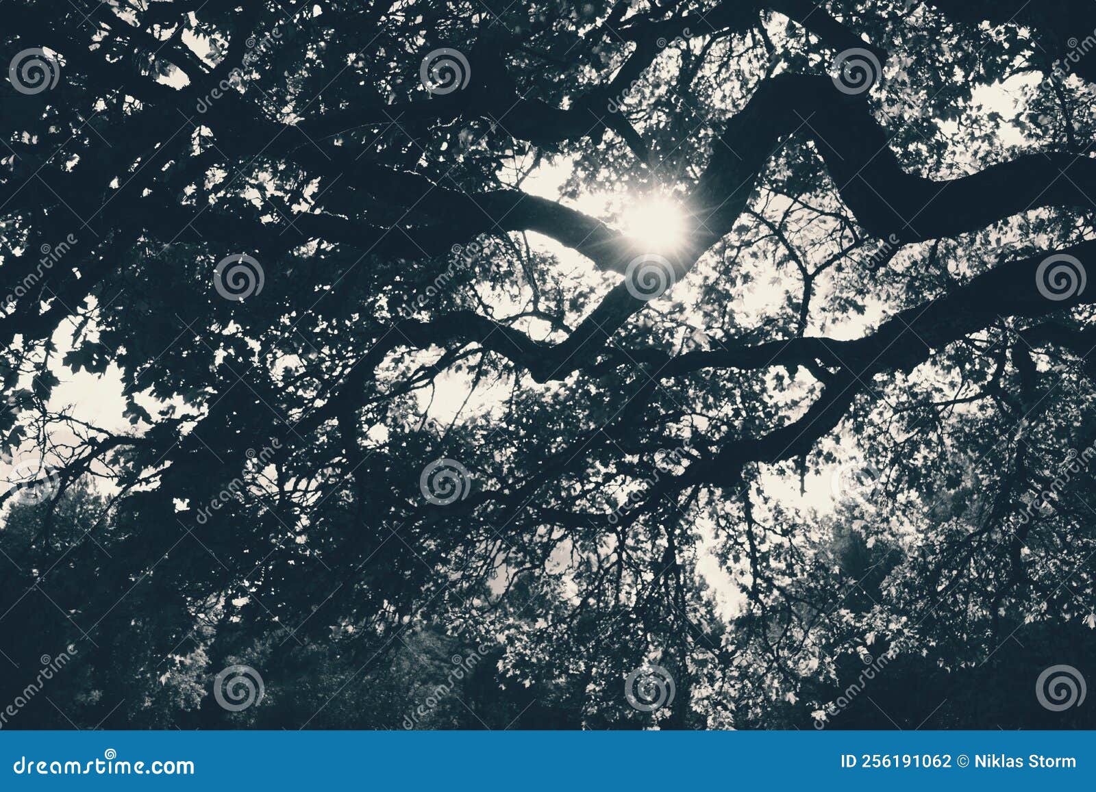 Low Angle View of Branches from Large Oak Tree Stock Photo - Image of ...